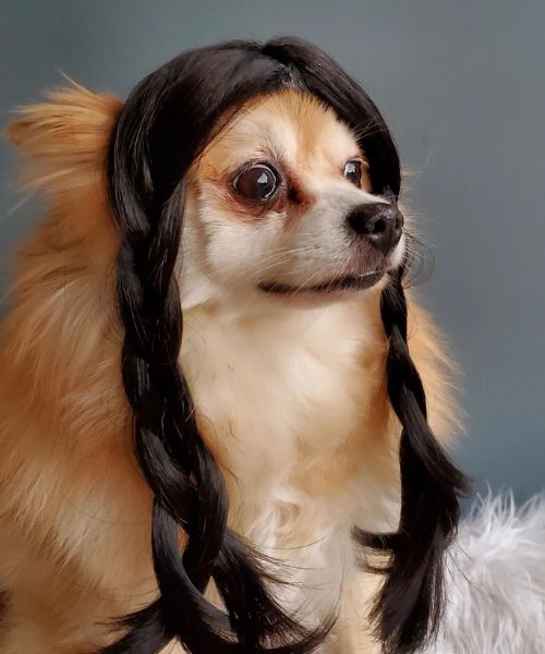 Addams Family Cute Pet Braided Wig - ThingsFromMars.com