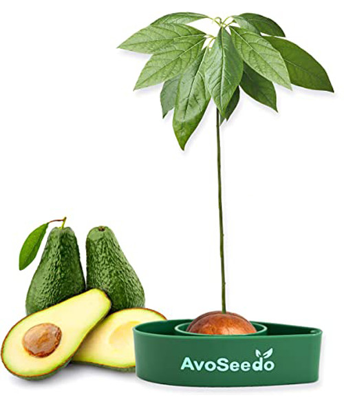 Funny Avocado Gifts For Avocado-Obsessed In Your Life ThingsFromMars.com