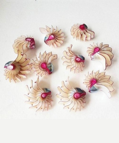 Extremely Rare Natural Conch Shell - ThingsFromMars.com