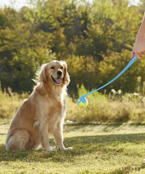 Best Gifts for Dog Lovers and Their Cherished Canine Companions ...