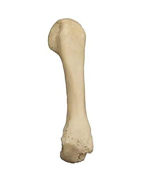 Real Human Finger Bones - ThingsFromMars.com