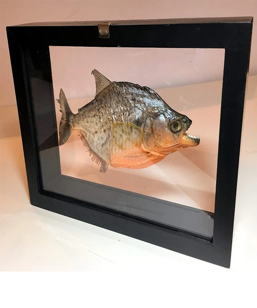 Best Fishing Gifts for Every Angler's Wishlist ThingsFromMars.com