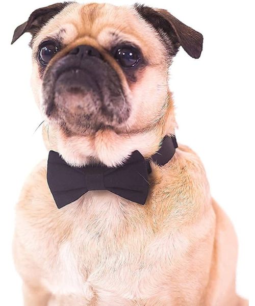 SmileCare Dr. Vet Pet Ocular And Nasal Secretions Distemper ...