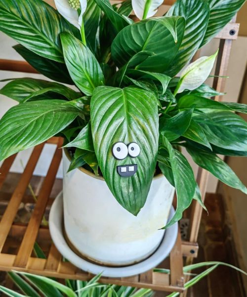 Funny Planters That Will Crack Up Any Plant Lover ThingsFromMars.com