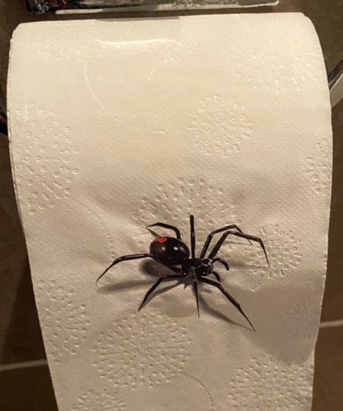 Realistic Spider Toilet Paper Prank - ThingsFromMars.com
